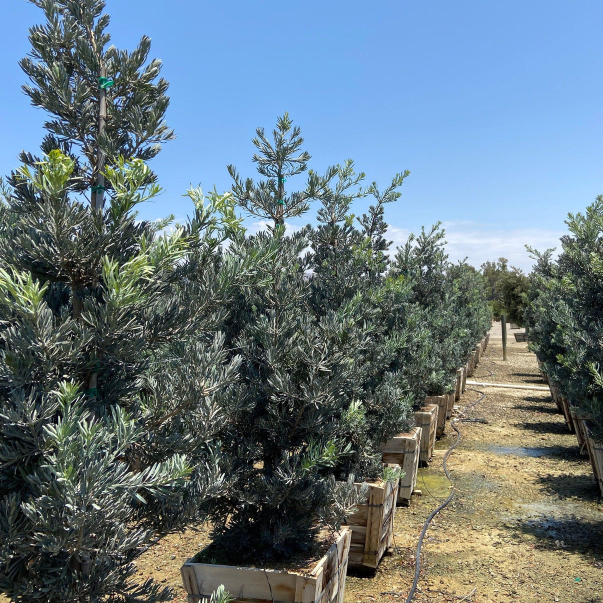 Icee Blue Fern Pine - Podocarpus gracilior 'Icee Blue' – Pulled Nursery