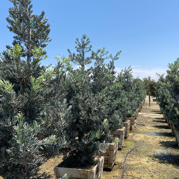Icee Blue Fern Pine - Podocarpus gracilior 'Icee Blue' – Pulled Nursery